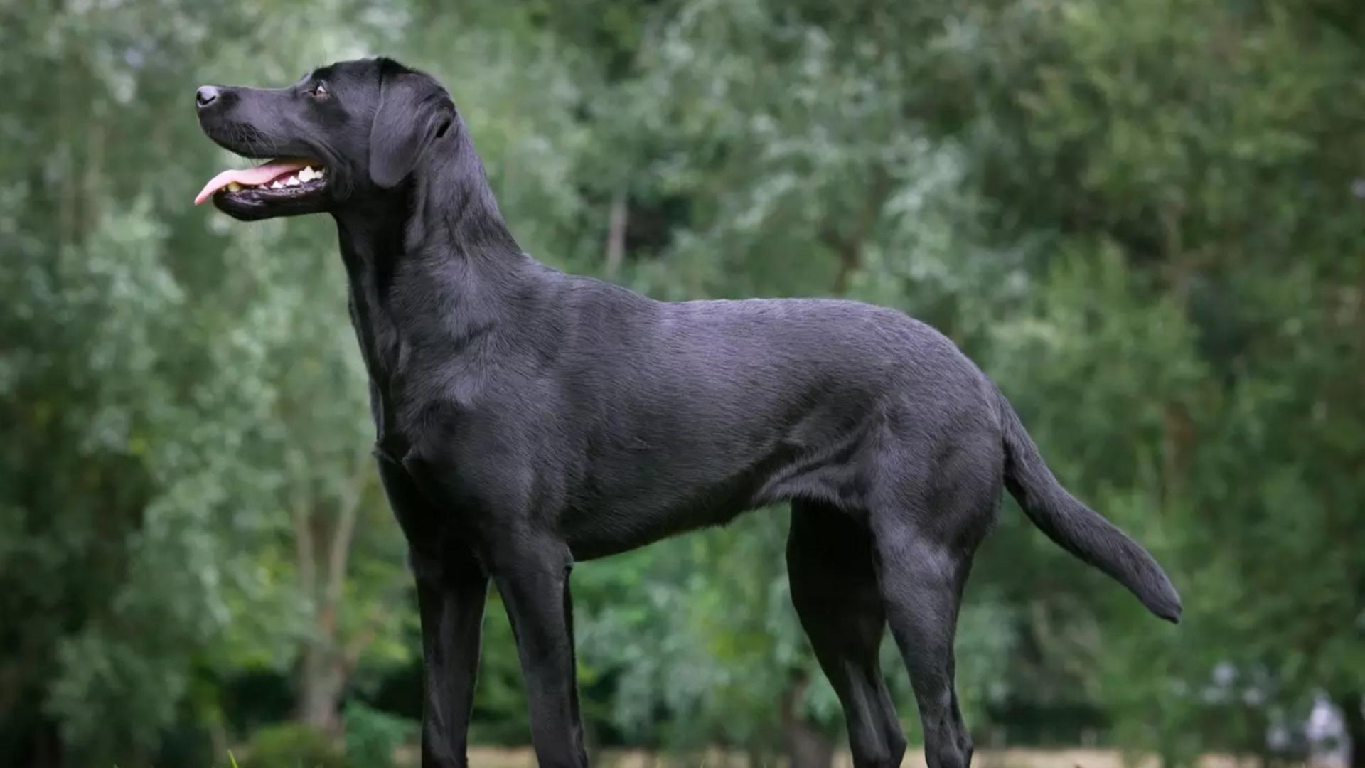 Fenton: The Labrador Whose Deer Chase in Richmond Park Became an ...